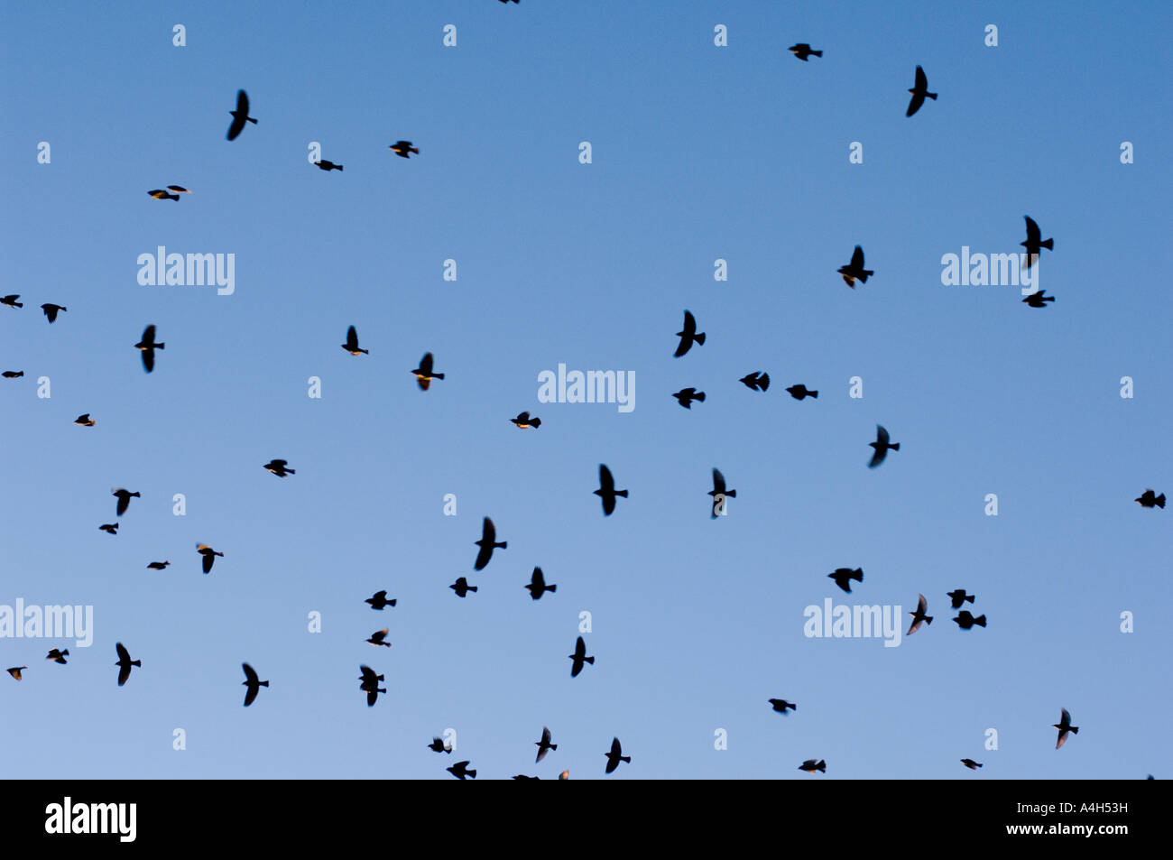 Flying birds graphic hi-res stock photography and images - Alamy