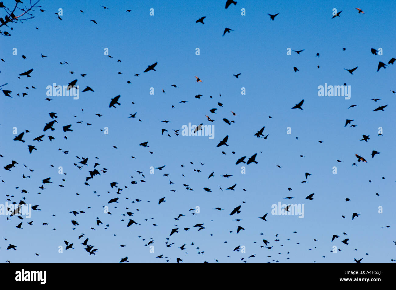The Crows High Resolution Stock Photography and Images - Alamy