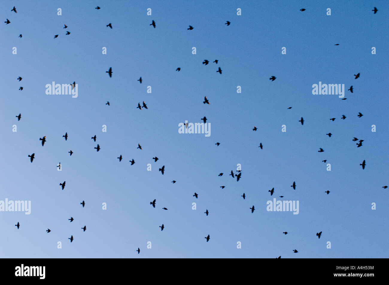 The crows hi-res stock photography and images - Alamy