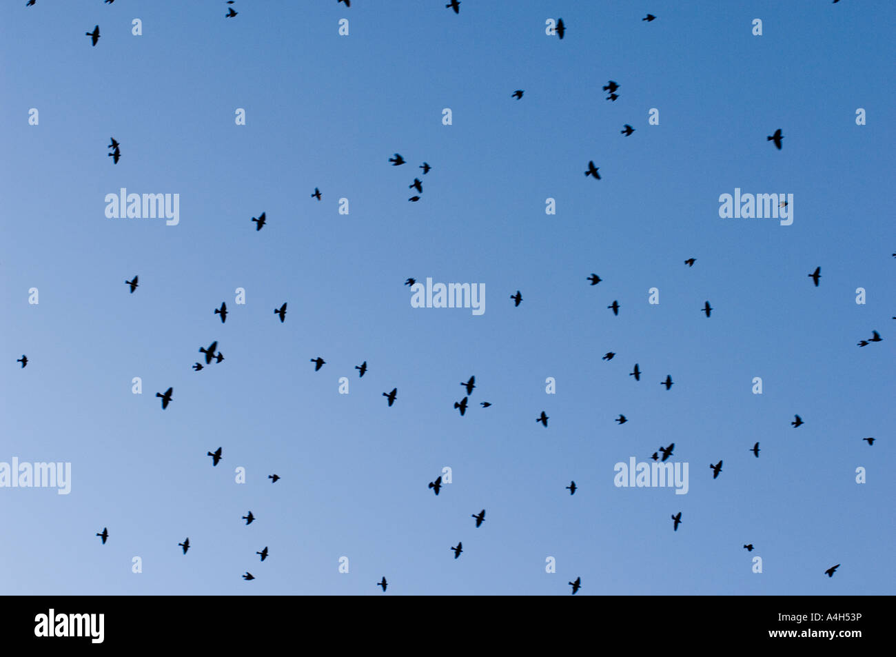 The crows hi-res stock photography and images - Alamy
