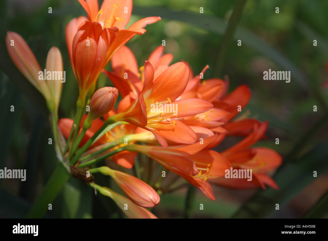 Clivia wild south africa hi-res stock photography and images - Alamy