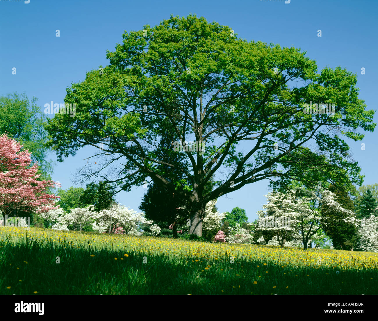 Dogwoods & Oak Tree, Valley Forge National Historic Park, Pennsylvania ...