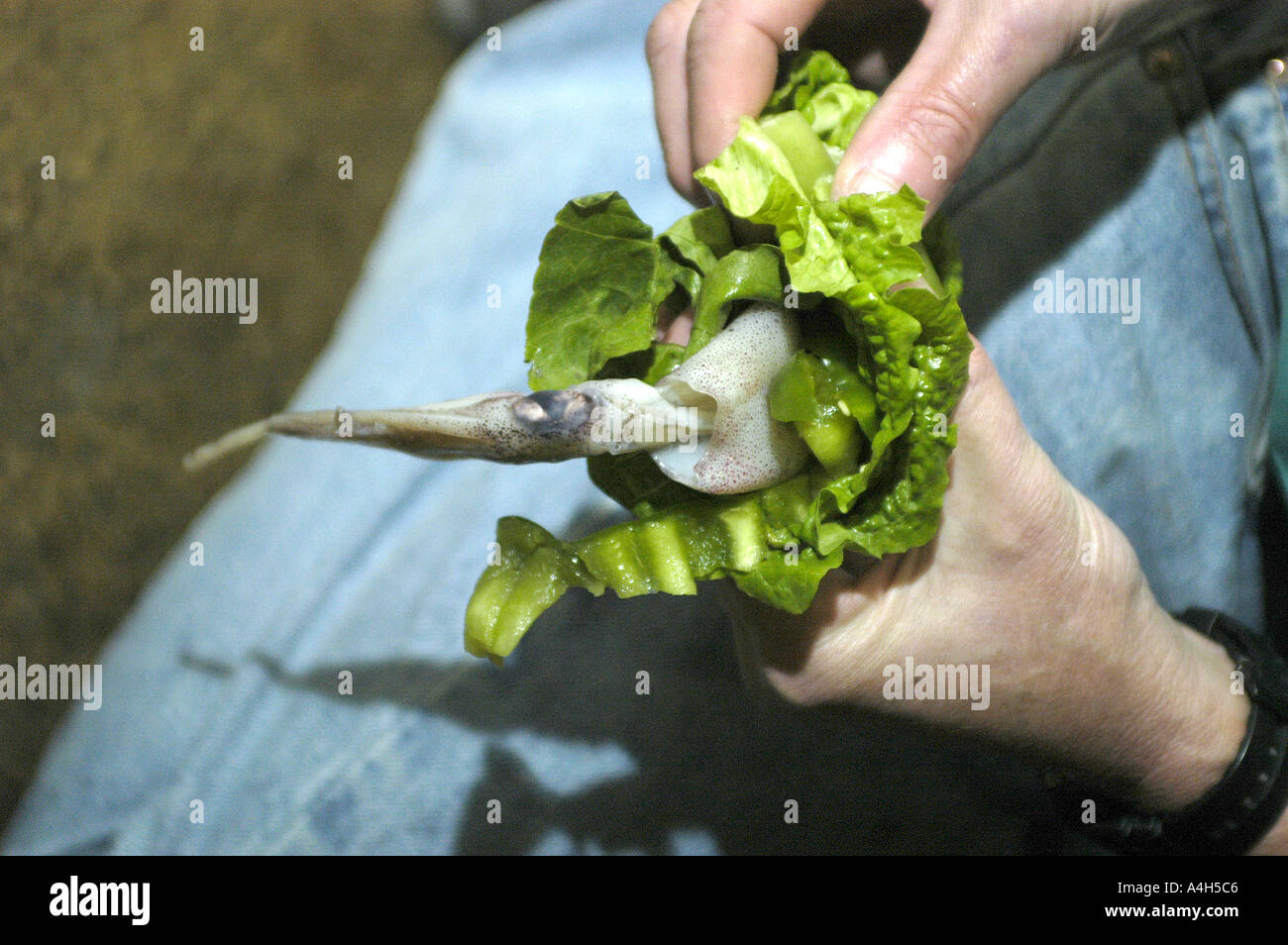 Researcher feeding East Pacific green black sea turtle Chelonia mydas ...