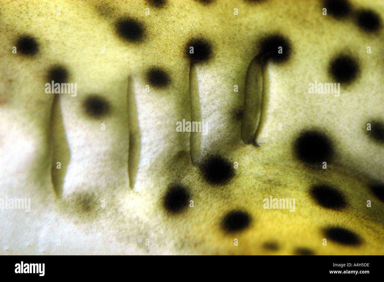 zebra shark Stegostoma fasciatum close up of gills and skin Andaman Sea ...