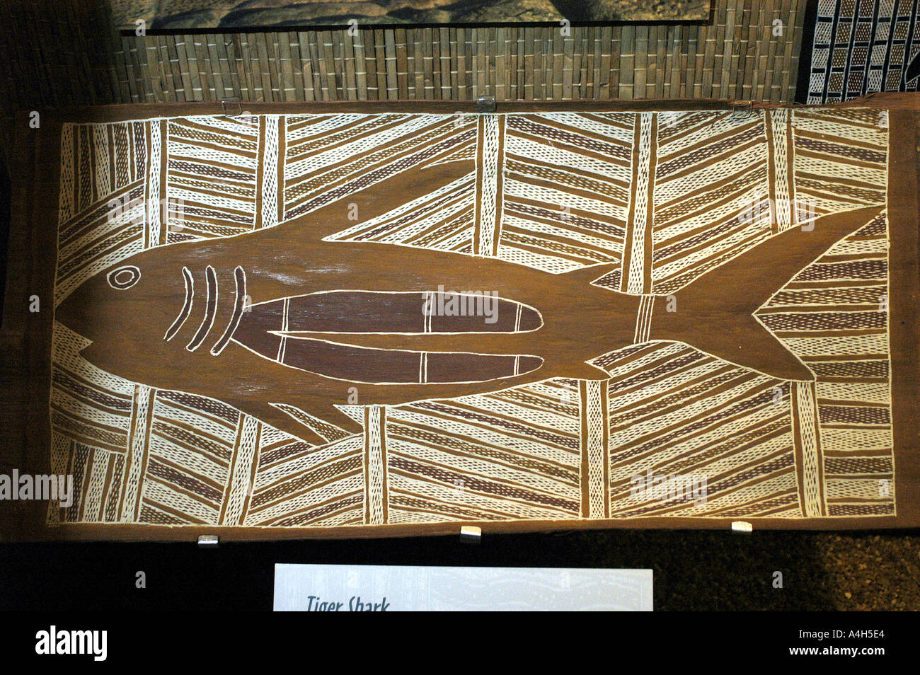 Tiger shark Galeocerdo cuvier australian painting symbolizing the ...