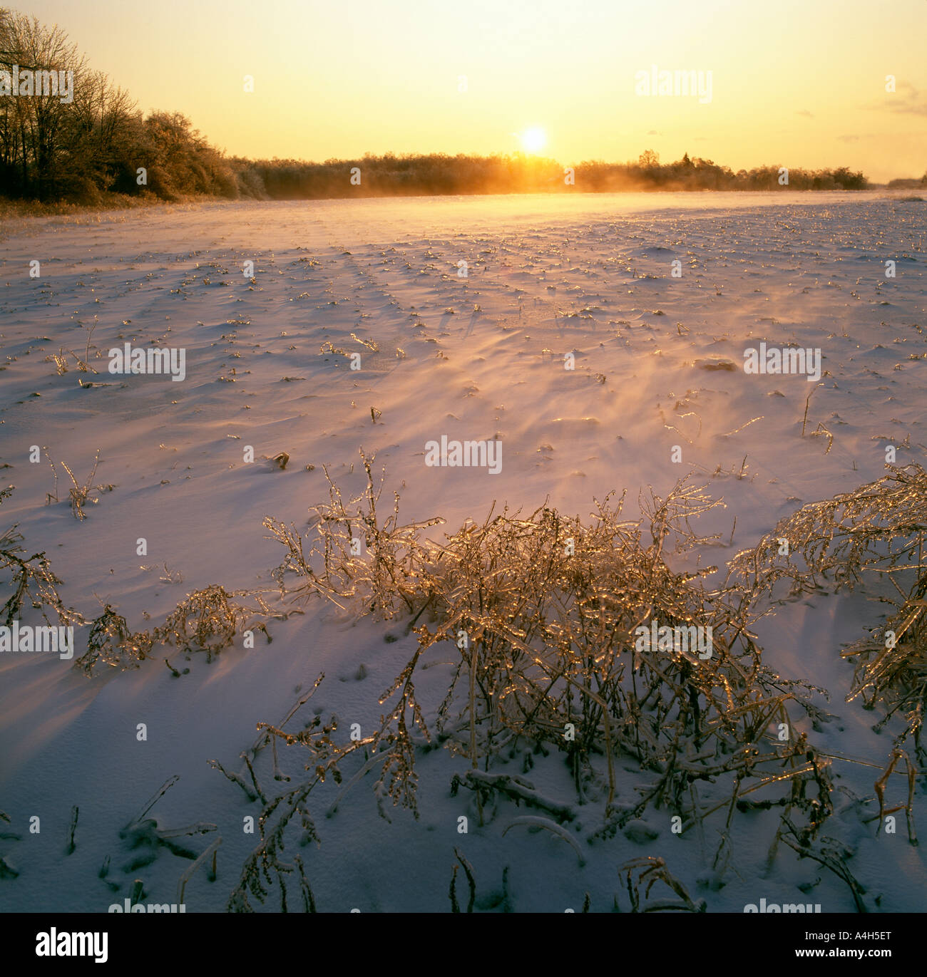 Farm Fields In Winter At Sunset, Pennsylvania, Usa Stock Photo - Alamy