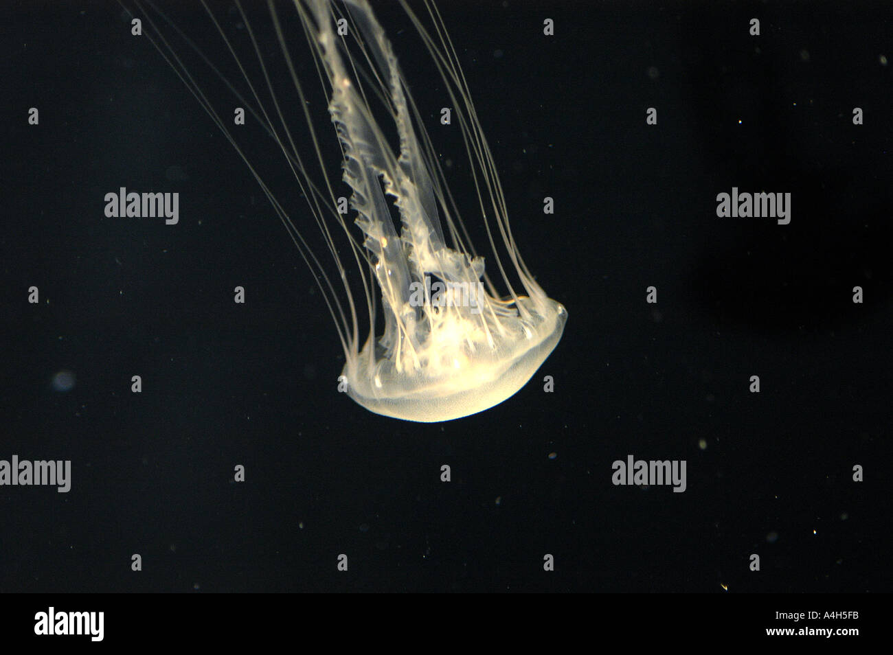 crystal jellyfish aequora victoria California East Pacific Ocean KIKE ...