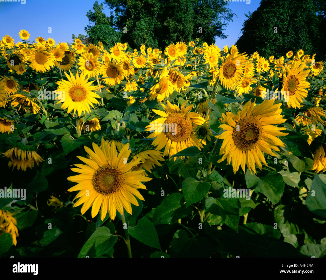 Sunflowers (Helianthus Annuus), Brandywine Valley, Pennsylvania Stock ...