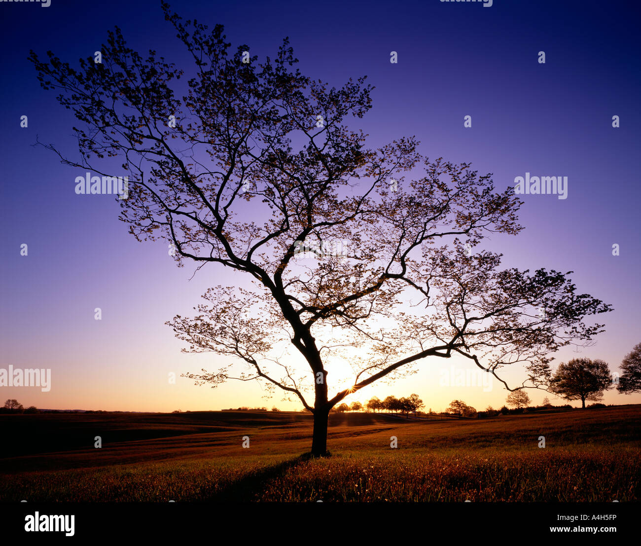 American Elm Tree, Valley Forge National Historic Park, Pennsylvania ...