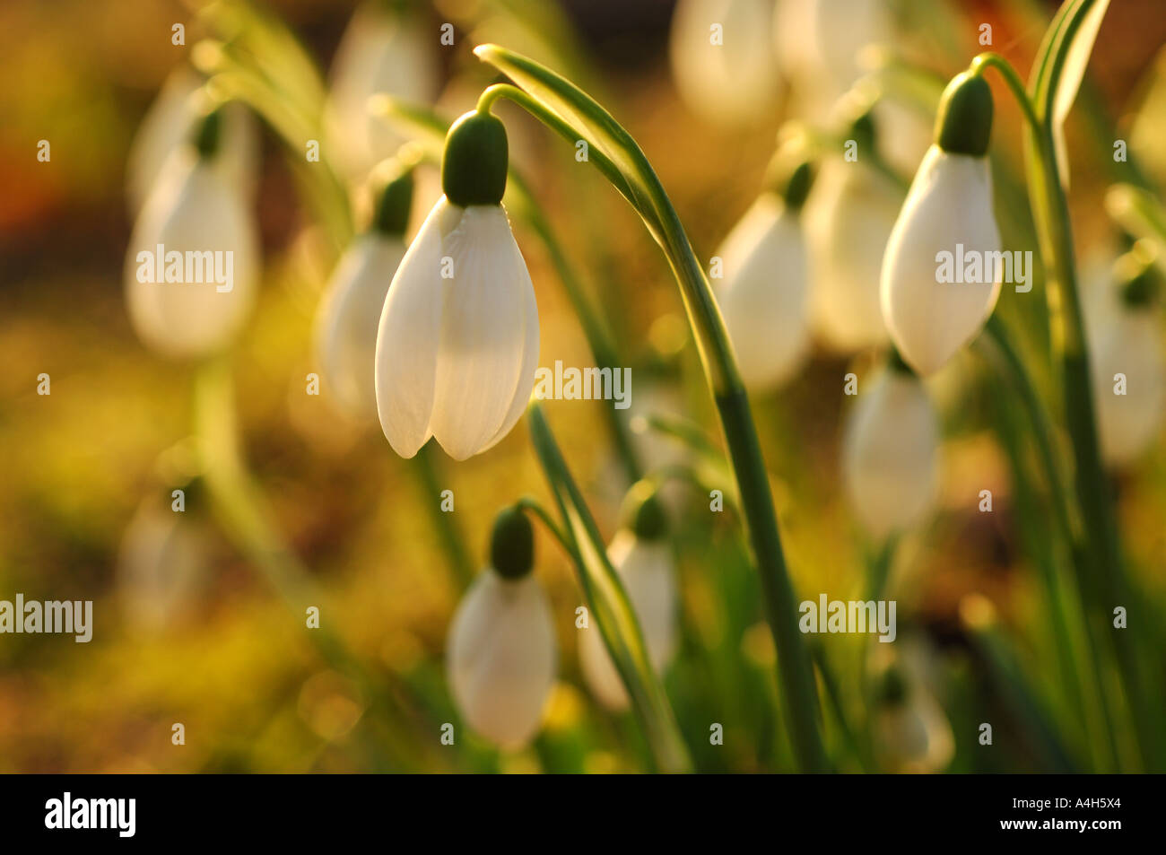 Colesbourne hi-res stock photography and images - Alamy