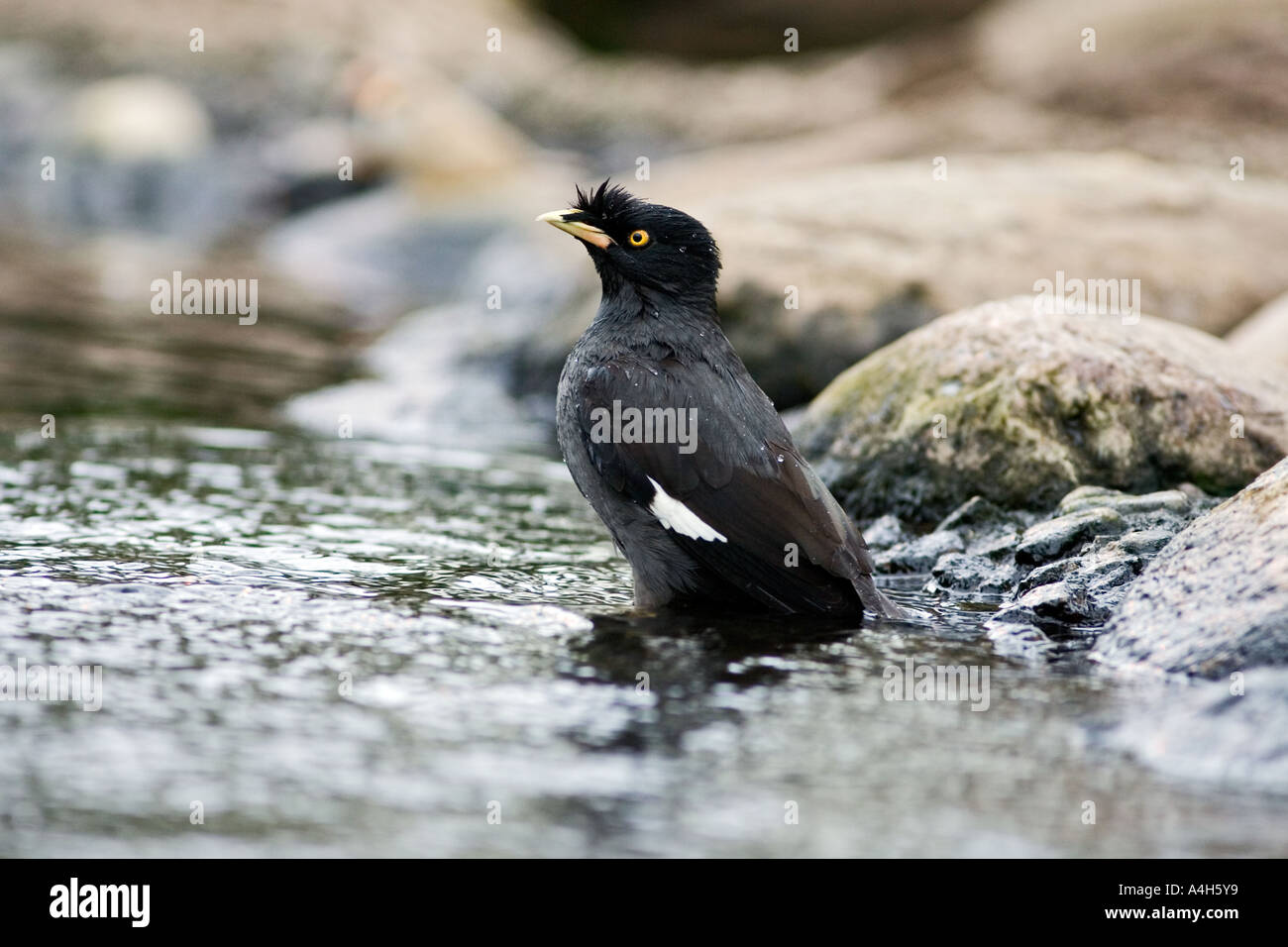 Mino Bird High Resolution Stock Photography and Images - Alamy