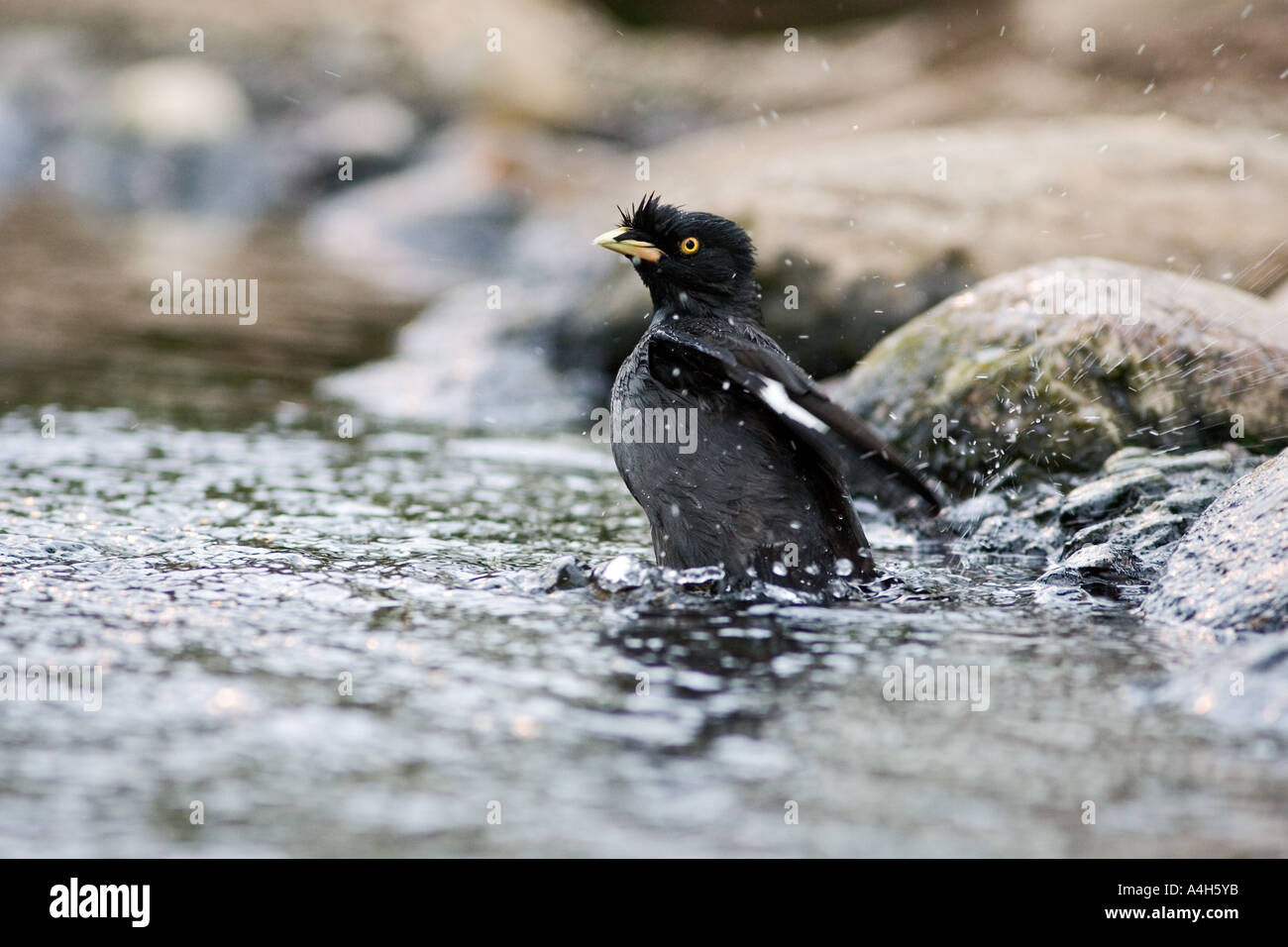 Golden myna hi-res stock photography and images - Alamy