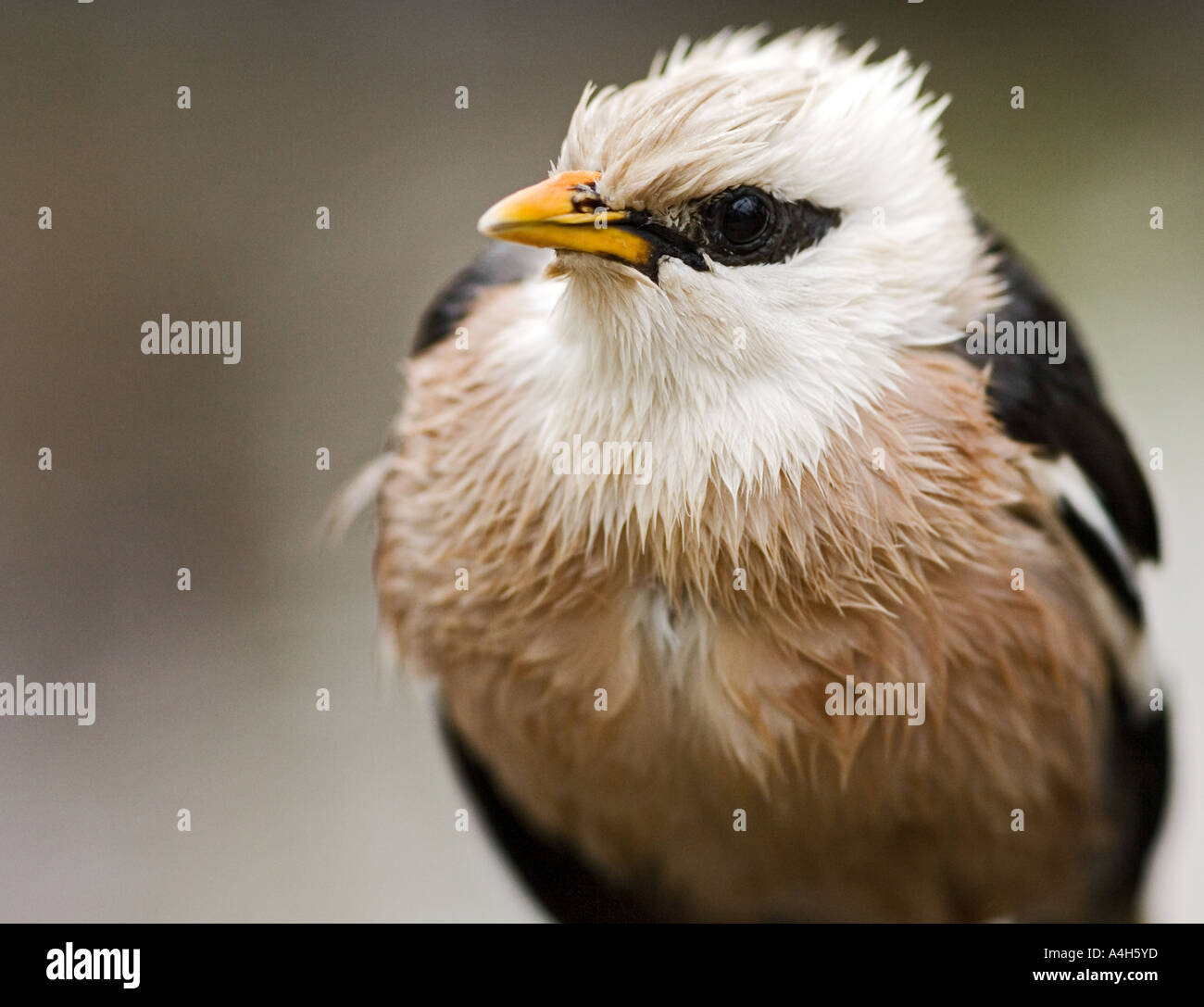Golden myna hi-res stock photography and images - Alamy