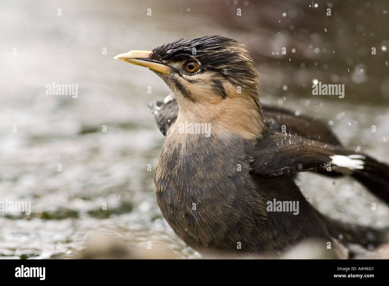 Mino bird hi-res stock photography and images - Alamy
