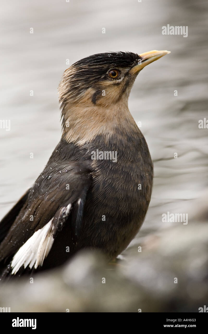 Mino bird hi-res stock photography and images - Alamy