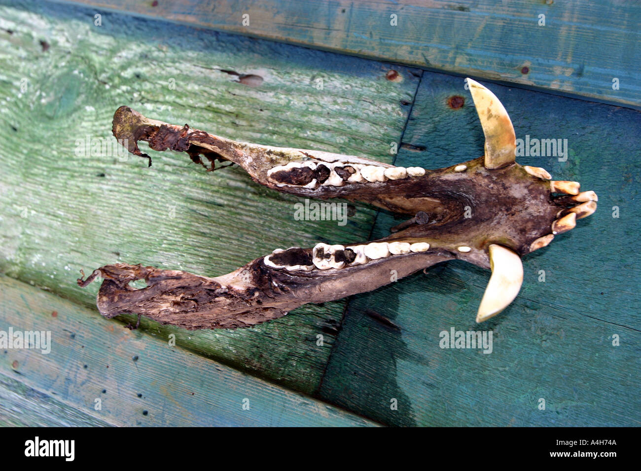 Wild boar jaws Stock Photo - Alamy