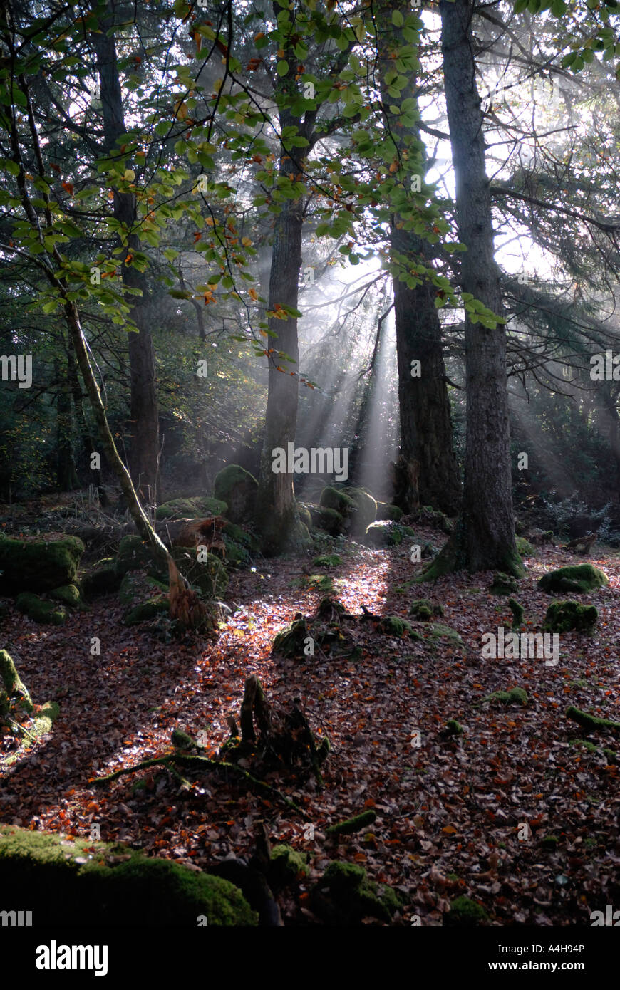 Sunlight through the trees, autumn in Devon Stock Photo - Alamy