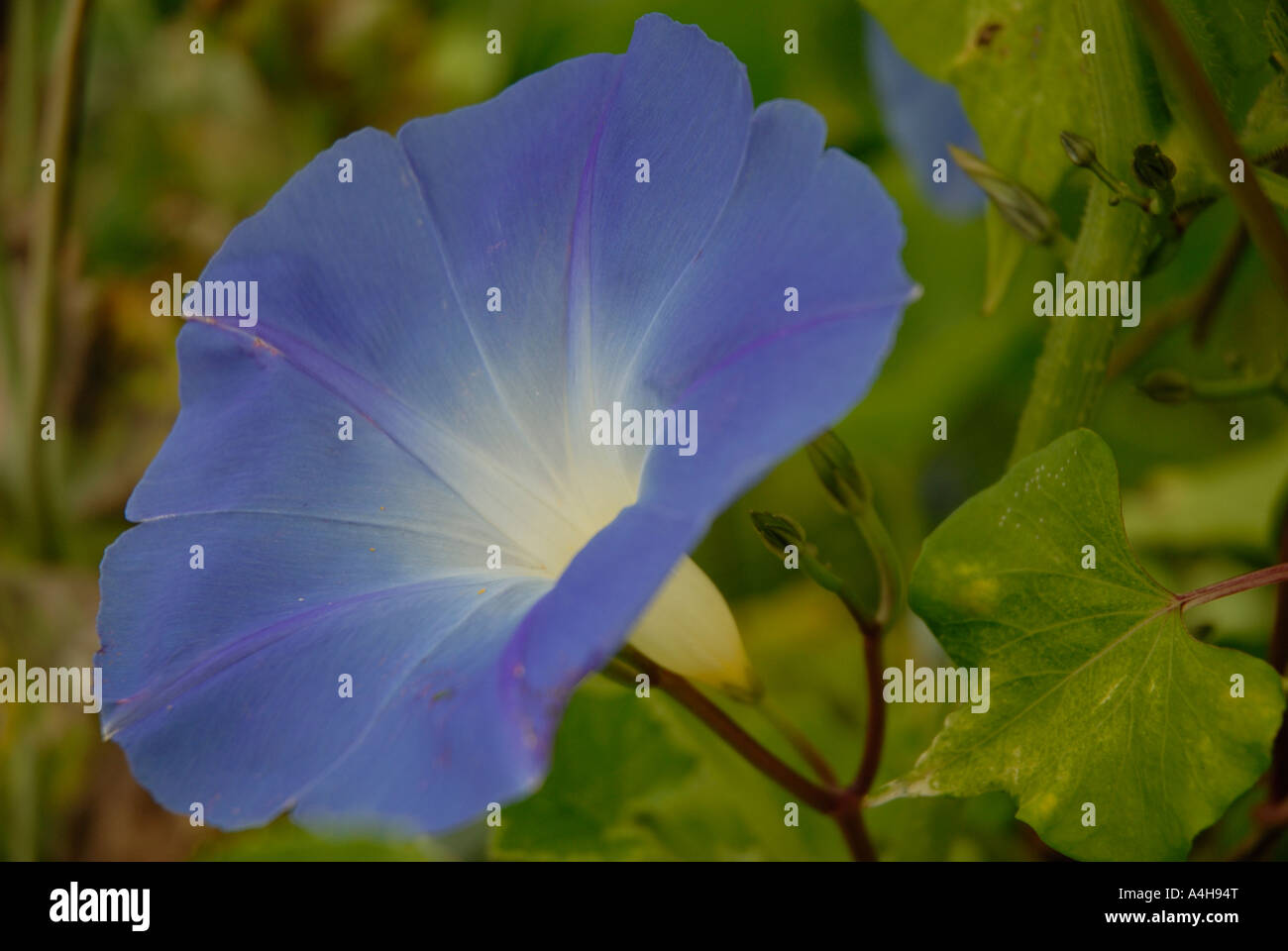 Convulvulus High Resolution Stock Photography and Images - Alamy
