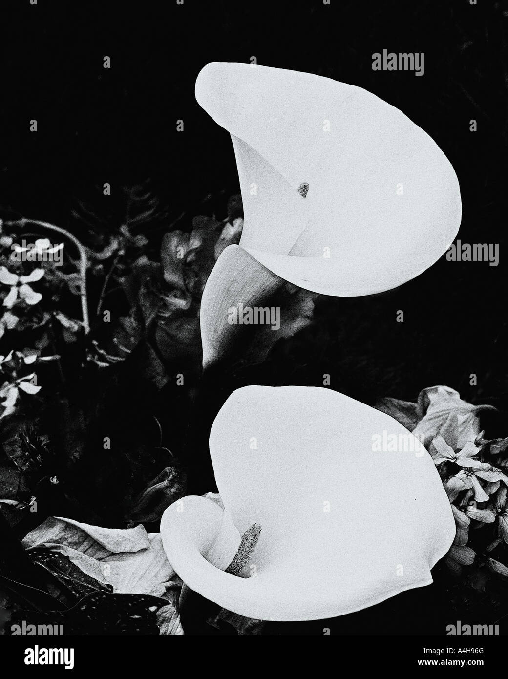 Two Calla Lilies Stock Photo - Alamy