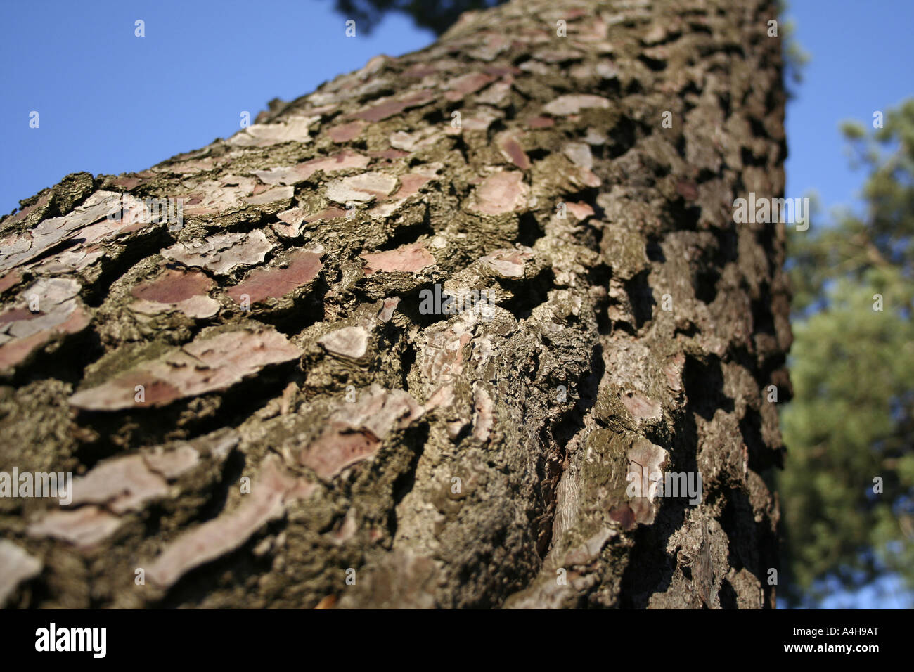 Maritime Pine Trunk Stock Photo - Alamy