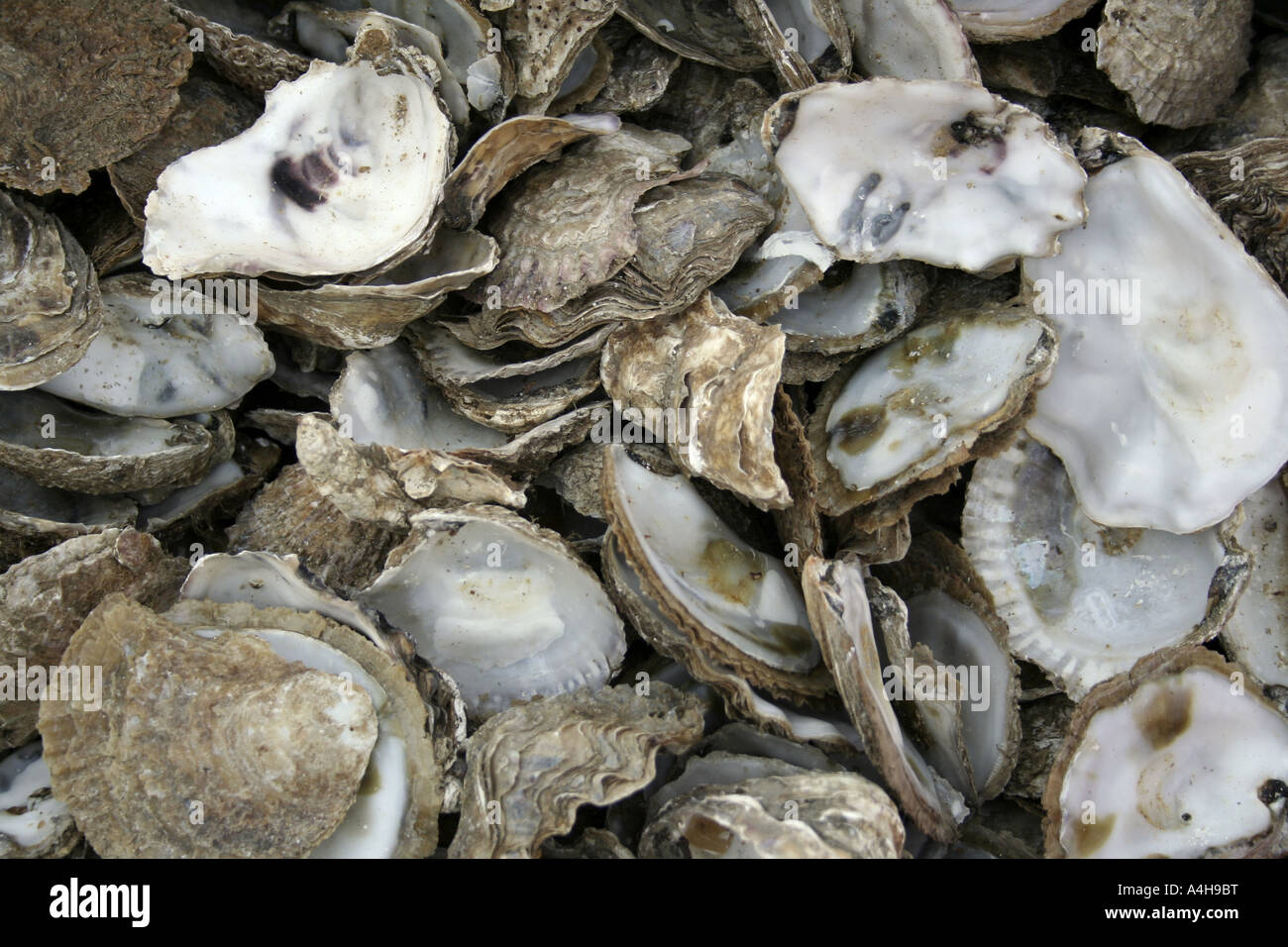 Broken oyster shells hi-res stock photography and images - Alamy