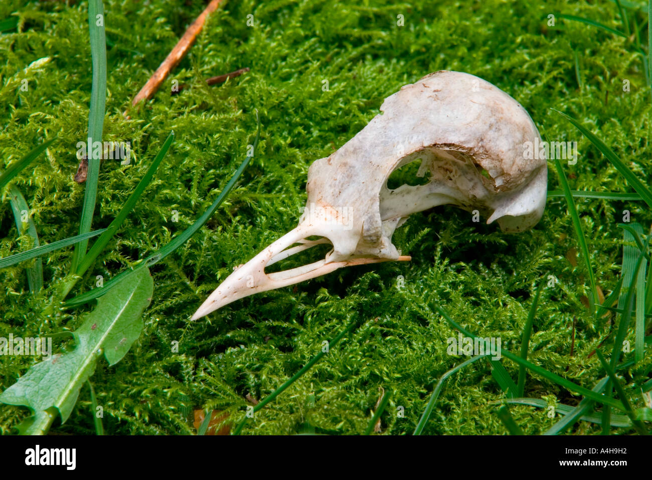 Bird skull hi-res stock photography and images - Alamy
