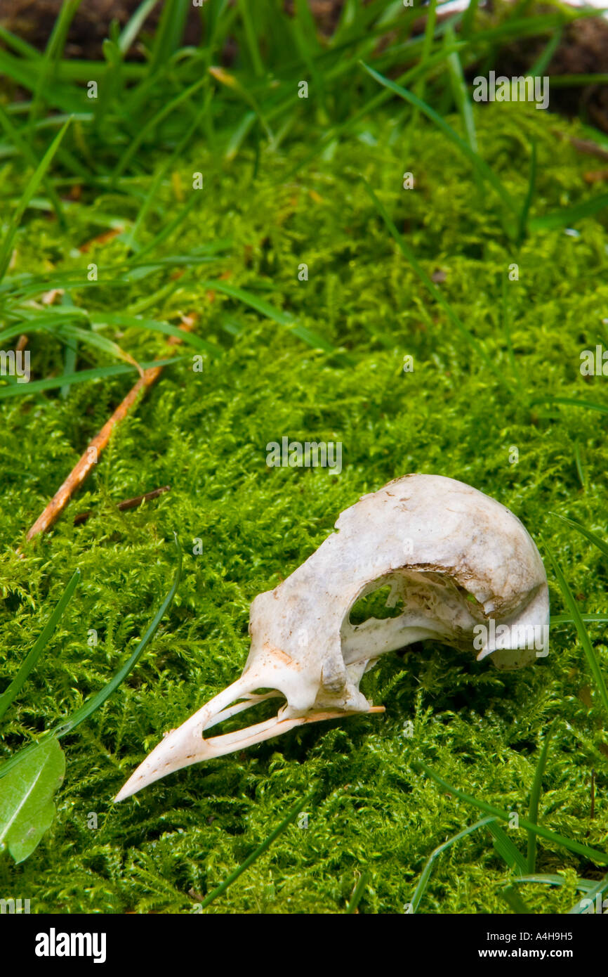 Bird skull hi-res stock photography and images - Alamy