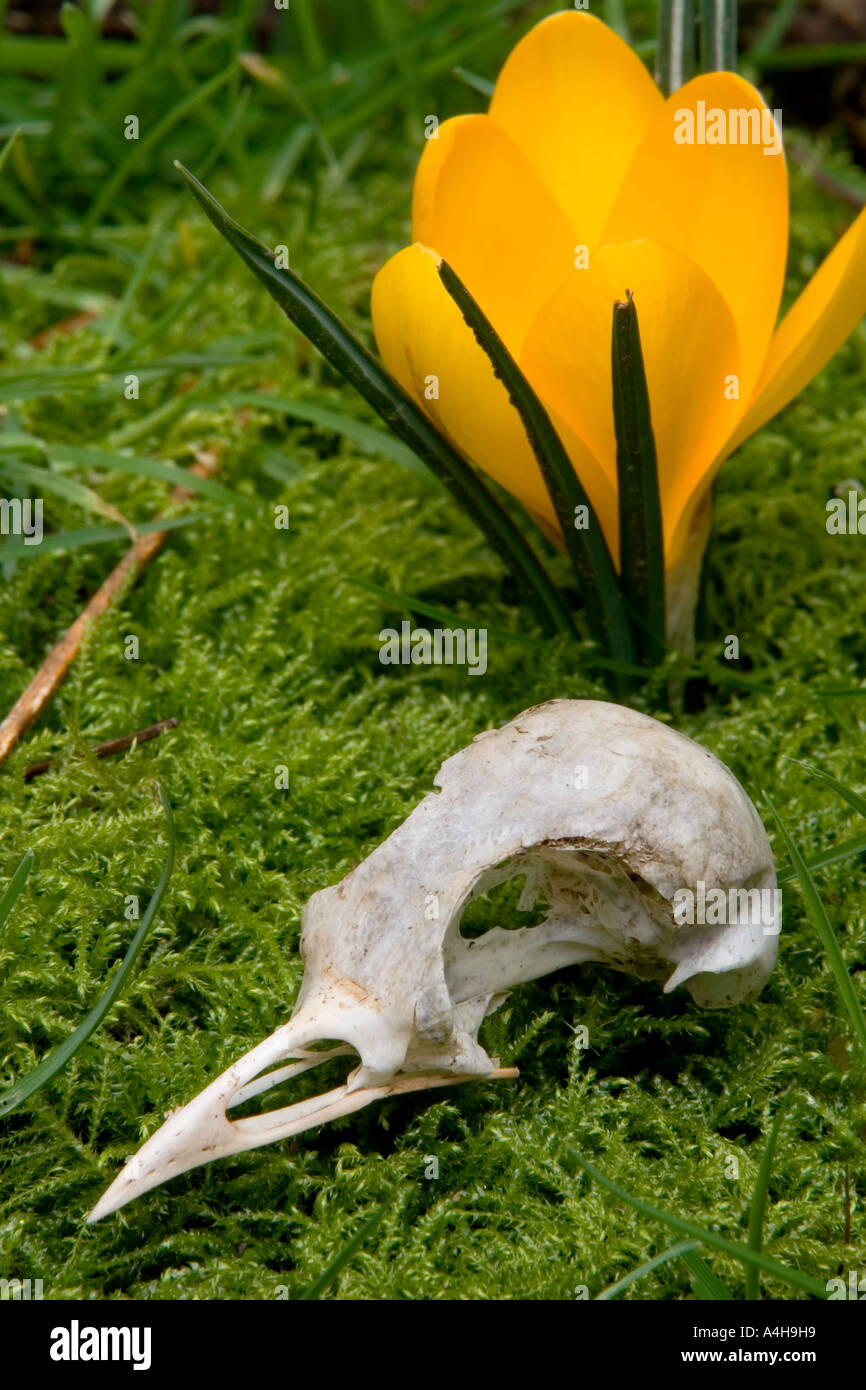 bird skull on moss with blooming crocus Stock Photo - Alamy