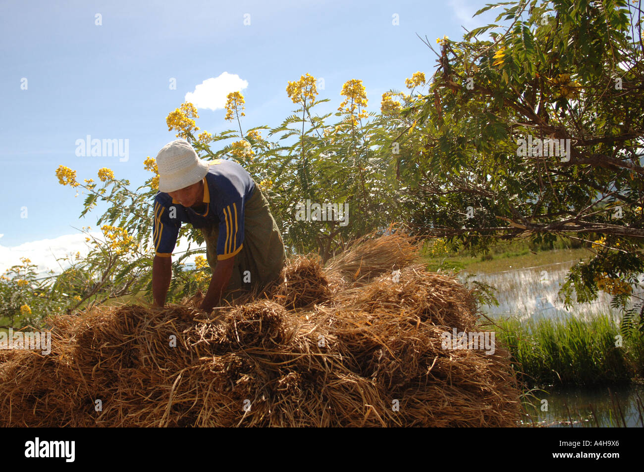 Hay piling hi-res stock photography and images - Alamy
