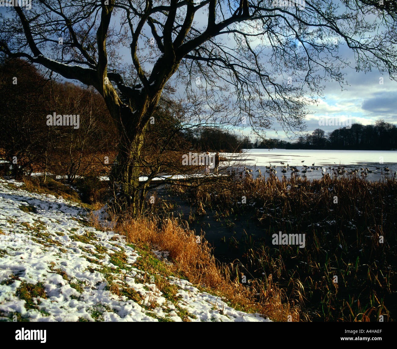 Bolam Lake, Northumberland Stock Photo - Alamy