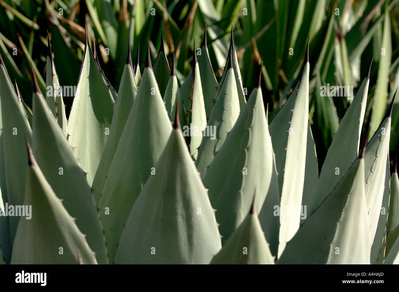 Agave Macroacantha at The Huntington Library, San Marino, CALIFORNIA ...
