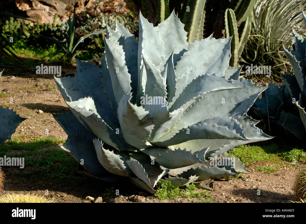 Agave Macroacantha at The Huntington Library, San Marino, CALIFORNIA ...