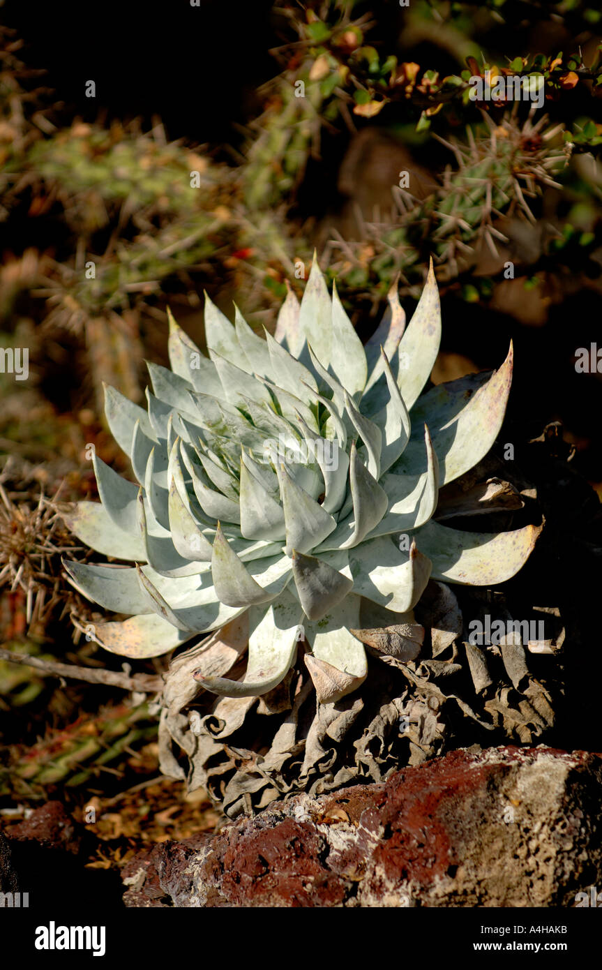 Agave Macroacantha at The Huntington Library, San Marino, CALIFORNIA ...