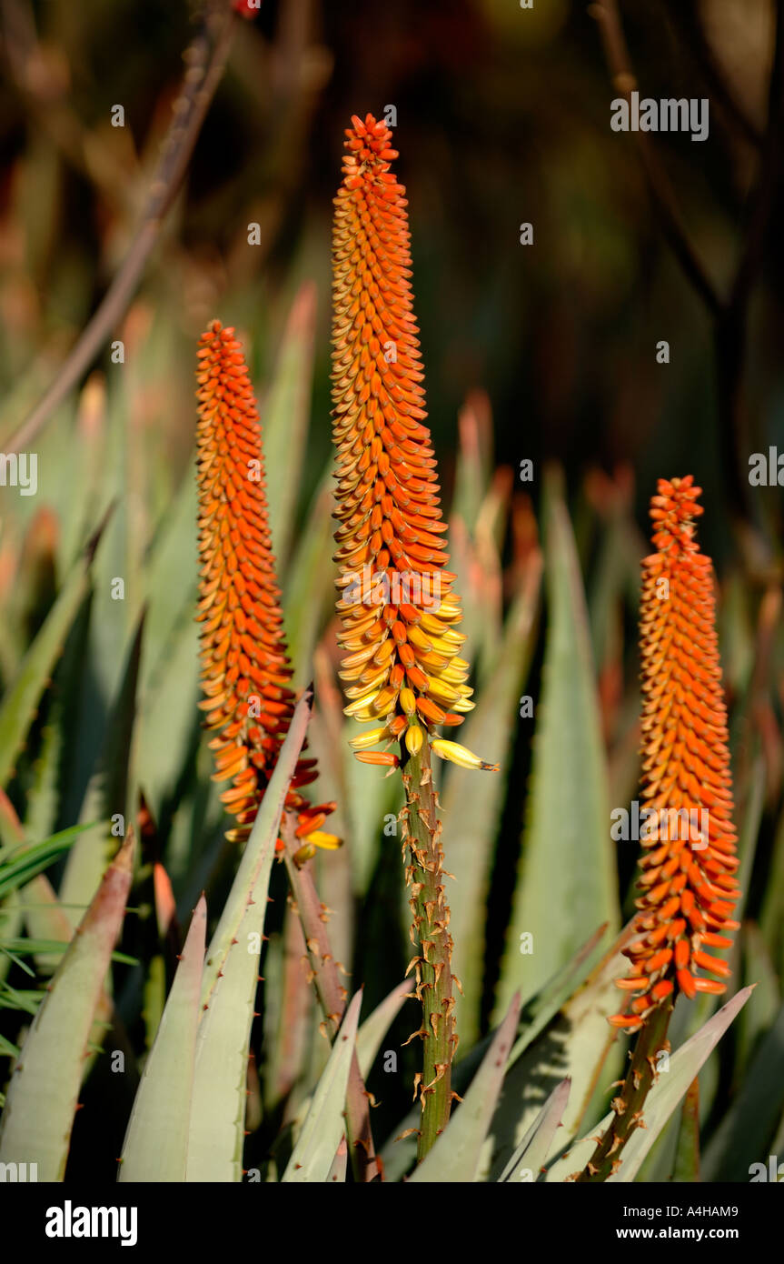 Aloe vera genus aloe species hi-res stock photography and images - Alamy