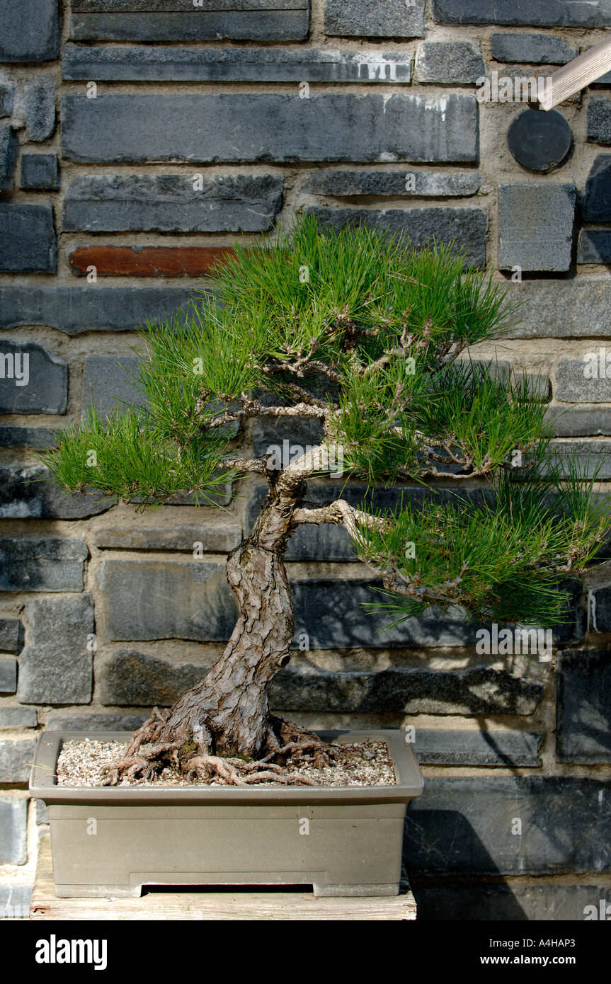 Japanese Black Pine Bonsai Tree at The Huntington Library, San Marino ...