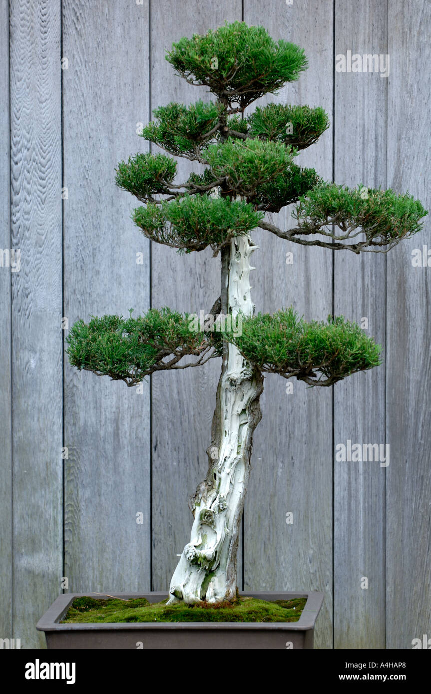 Hollywood Juniper Bonsai Tree at The Huntington Library, San Marino ...