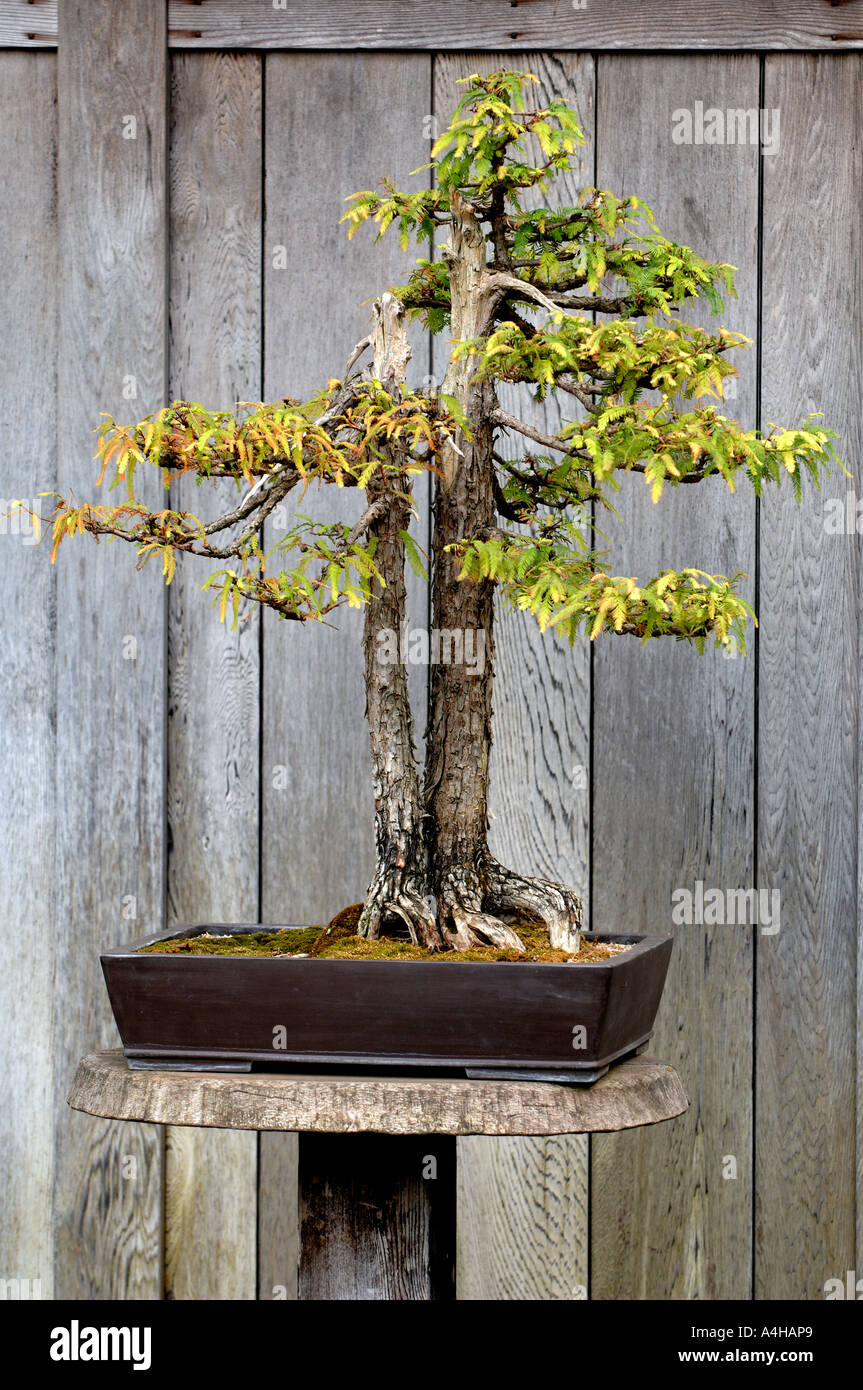 Montezuma cypress trees hi-res stock photography and images - Alamy