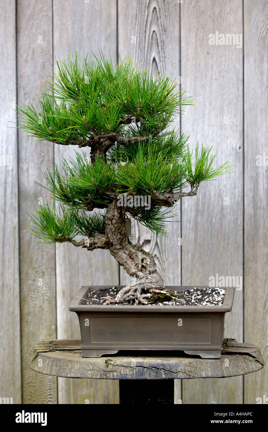 Japanese Black Pine Bonsai Tree at The Huntington Library, San Marino ...
