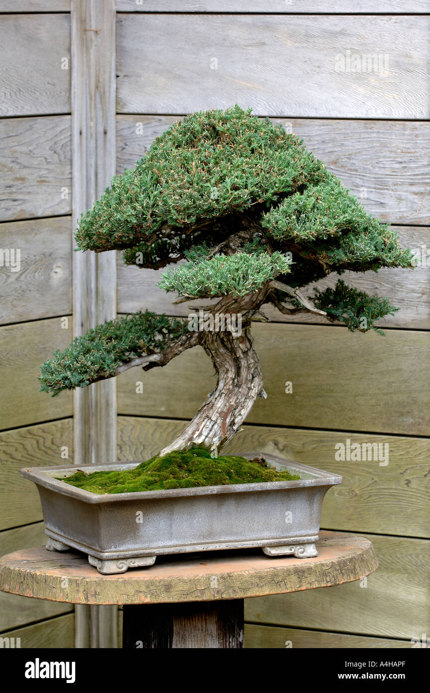 Prostrate Juniper - Juniperus Prostrate Bonsai Tree at The Huntington ...