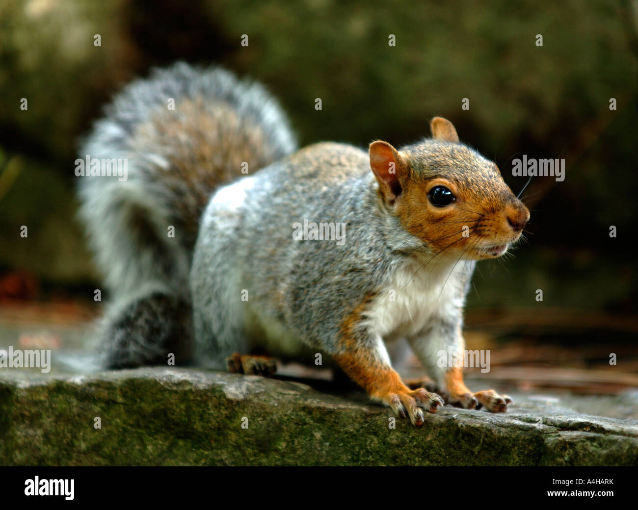 English squirrel hi-res stock photography and images - Alamy