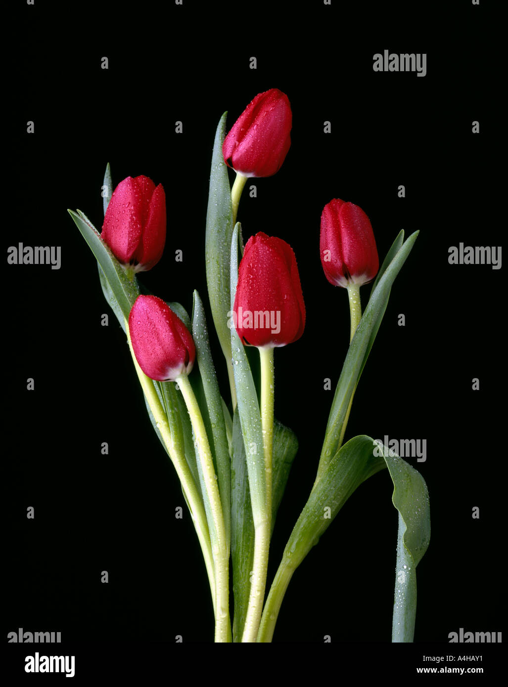 5 tulipa hi-res stock photography and images - Alamy