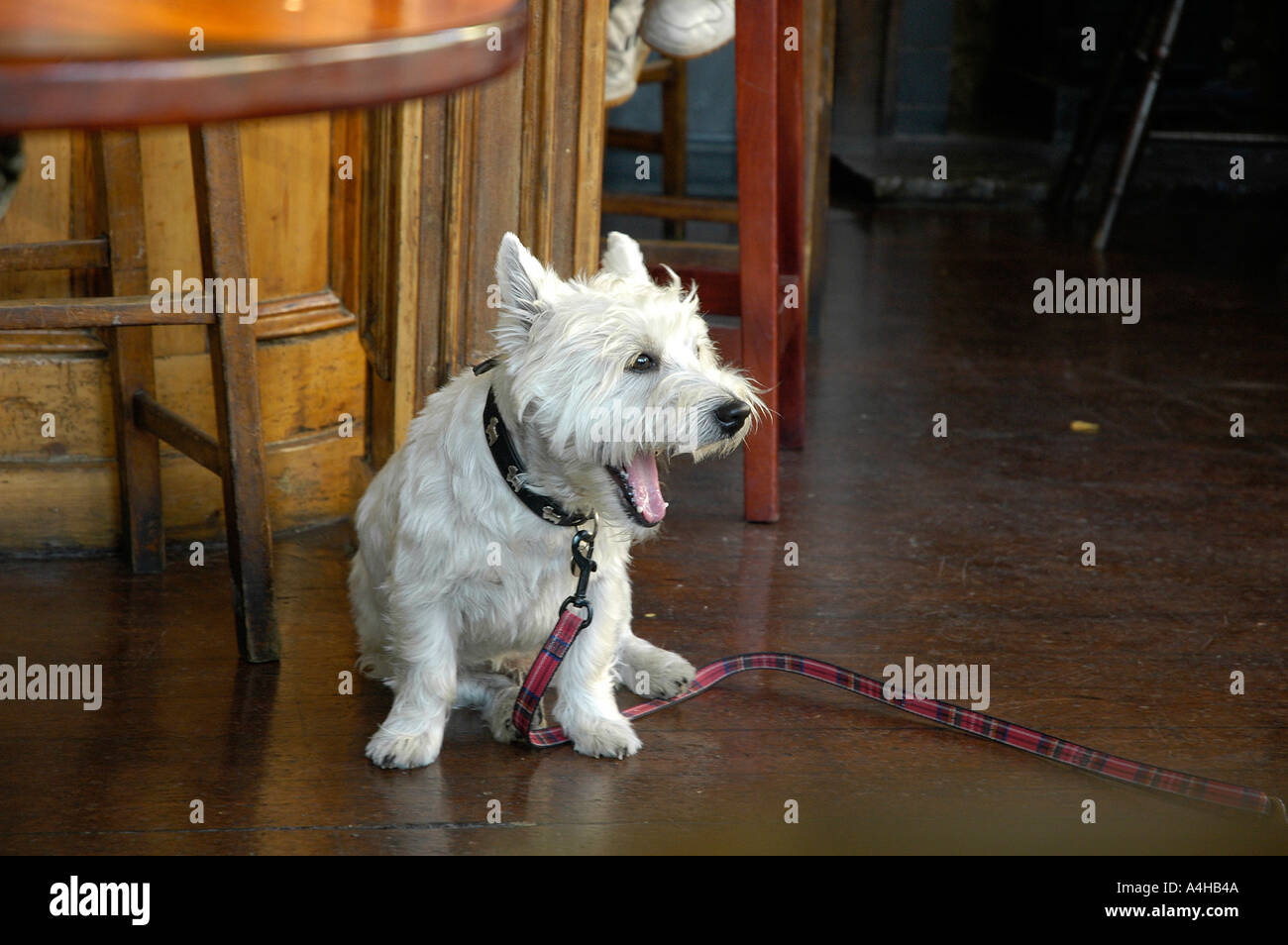 The dog pub hi-res stock photography and images - Alamy