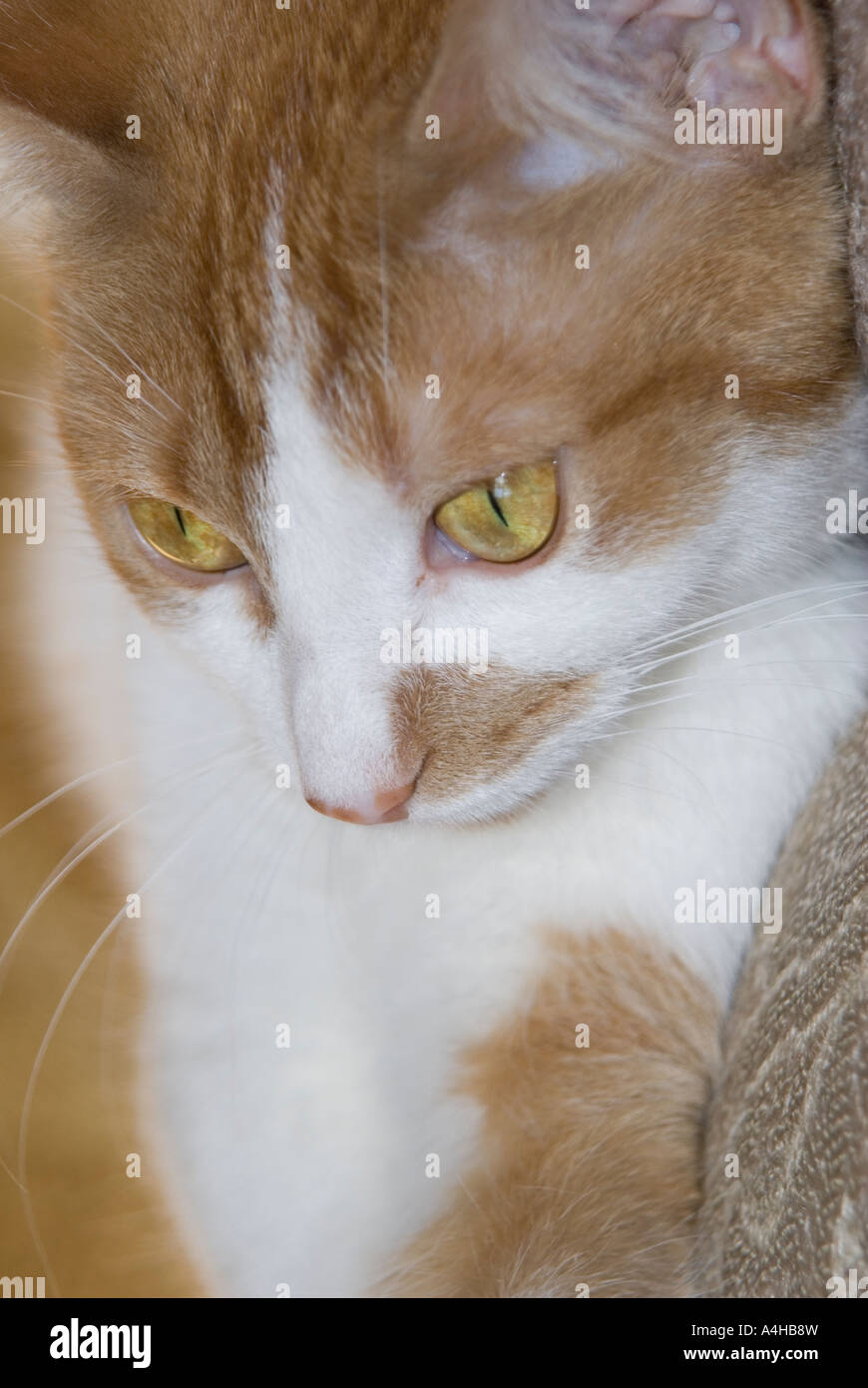 Young orange and white tabby cat Stock Photo - Alamy