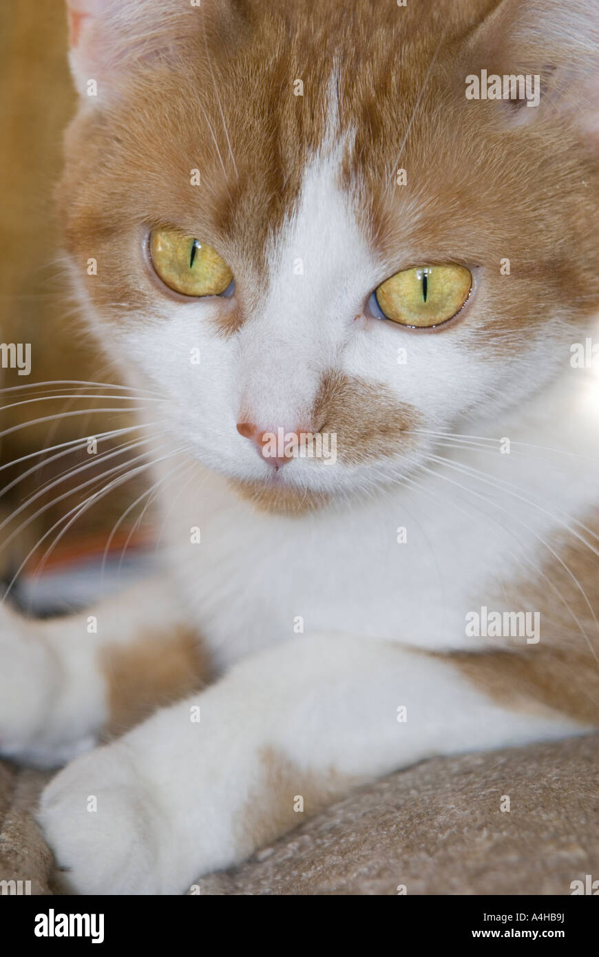 Young orange and white tabby cat Stock Photo - Alamy