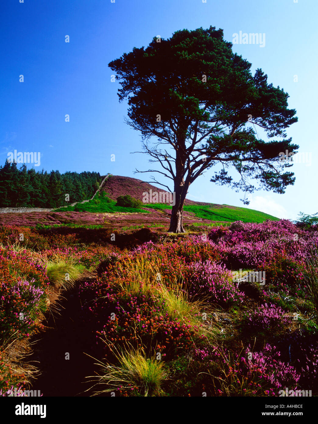 Ros Castle from Hepburn Moor Northumberland England Stock Photo - Alamy