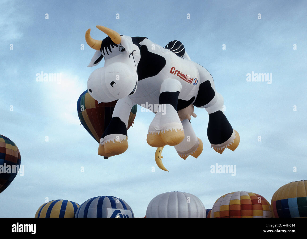 Amazing flying cow hot air balloon rises above the ground Stock Photo ...
