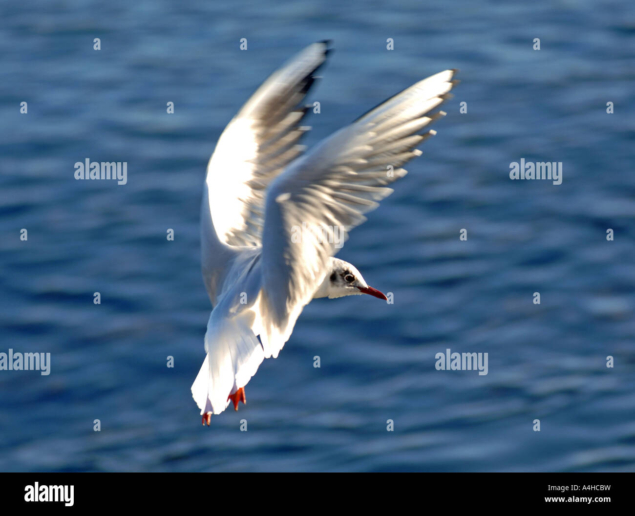 Seagull sea bird on hi-res stock photography and images - Alamy