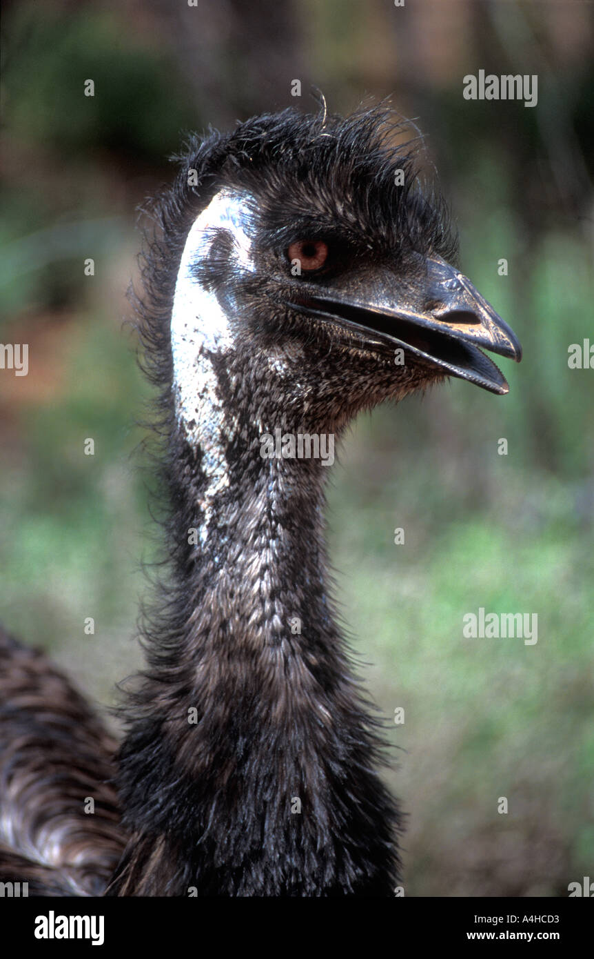 Emu Desert Park Alice Springs Northern Territory Australia Stock Photo ...