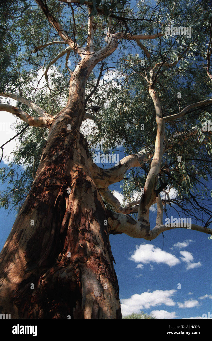 Eucalyptus tree Alice Springs Northern Territory Australia 2001 Stock ...