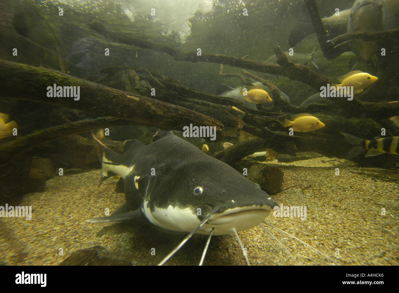 Amazon river catfish hi-res stock photography and images - Alamy